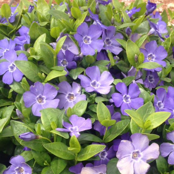 Lesser periwinkle | Project Noah