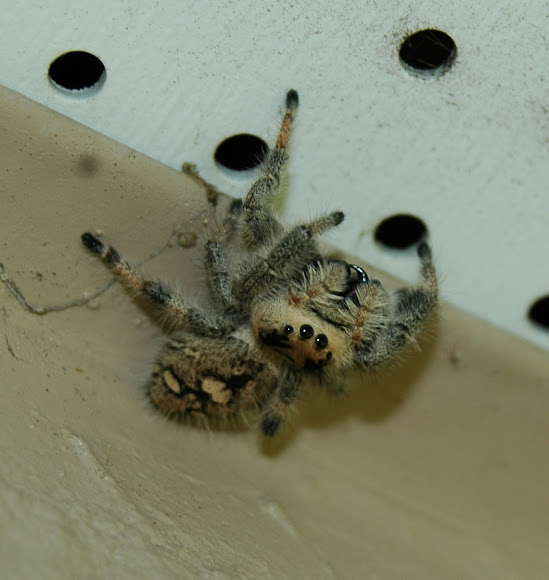 Regal Jumping Spider | Project Noah