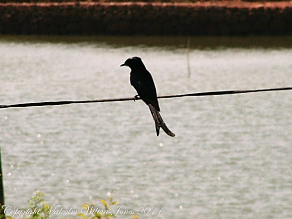 Black Drongo | Project Noah