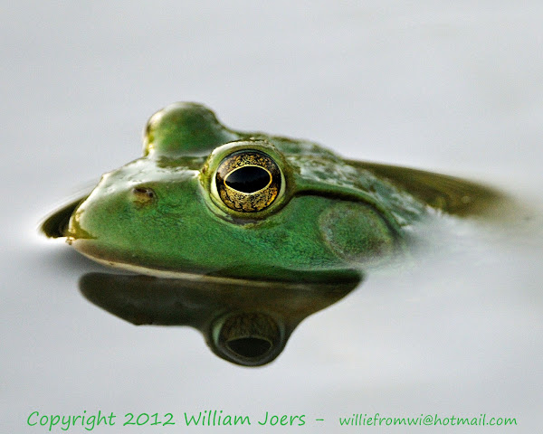 Bull Frog | Project Noah