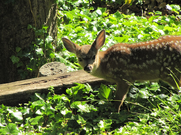 Black-tailed Deer (Mule Deer) | Project Noah