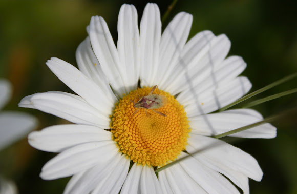 Scentless plant bug | Project Noah