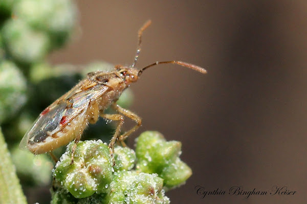 Hyaline Grass Bug | Project Noah