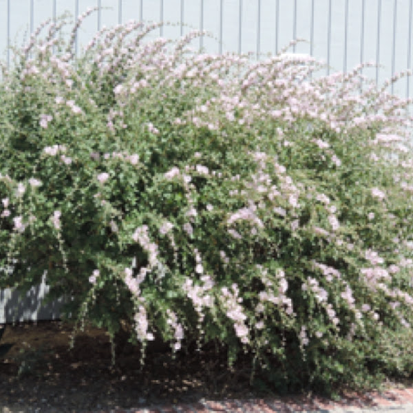 Bush mallow | Project Noah