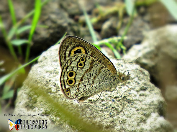 Common Five-ring | Project Noah