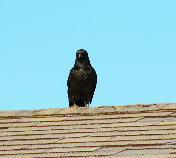 Common Raven | Project Noah