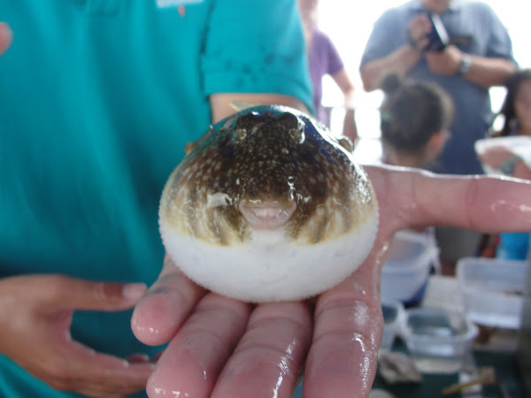 Southern puffer-fish | Project Noah