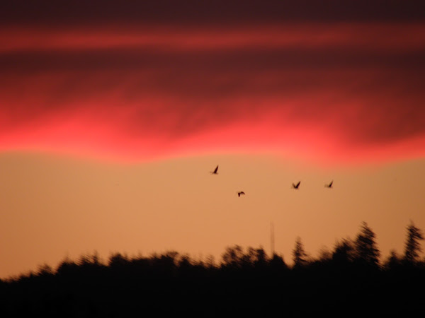 canada goose | Project Noah