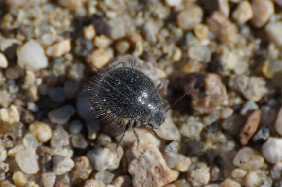 Darkling Hairy Beetle | Project Noah