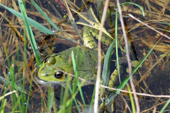 Northern Leopard Frog | Project Noah