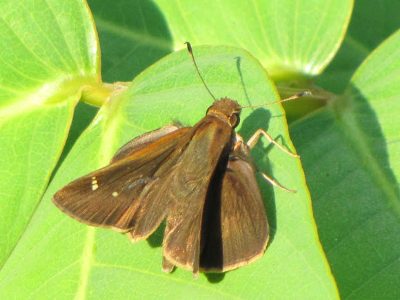 Clouded skipper butterfly-female | Project Noah