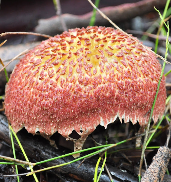 Boletellus ananas Fungi | Project Noah