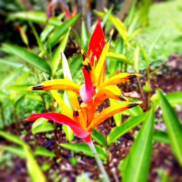 Helliconia | Project Noah