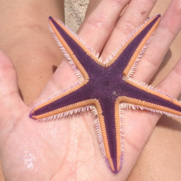 Royal starfish | Project Noah