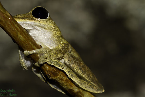 Australian Lace-lid | Project Noah