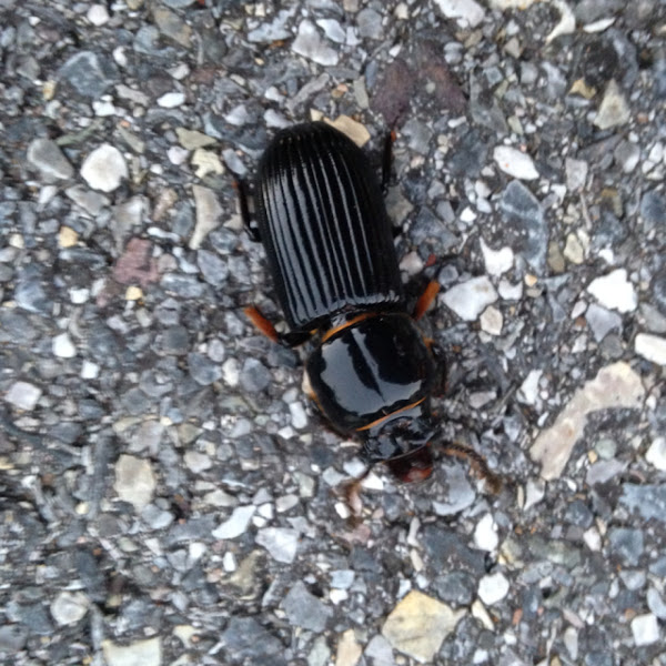 Horned Passalus | Project Noah