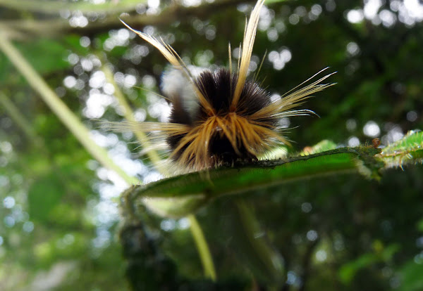 Caterpillar - Oruga | Project Noah