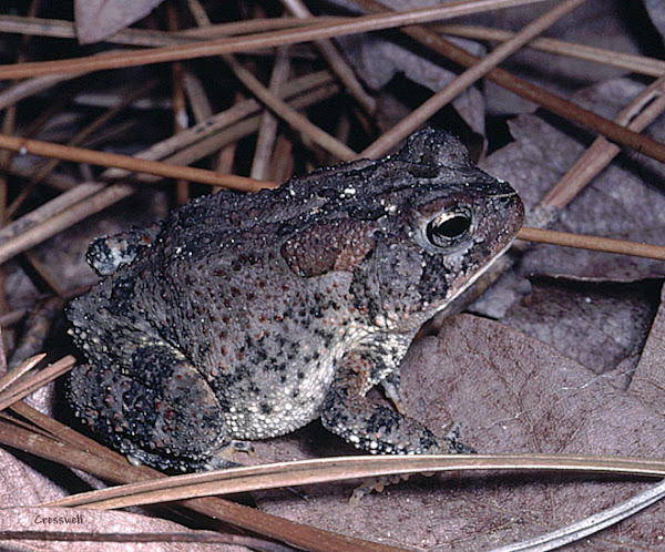 Southern Toad | Project Noah