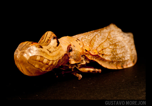 Machaca | Project Noah