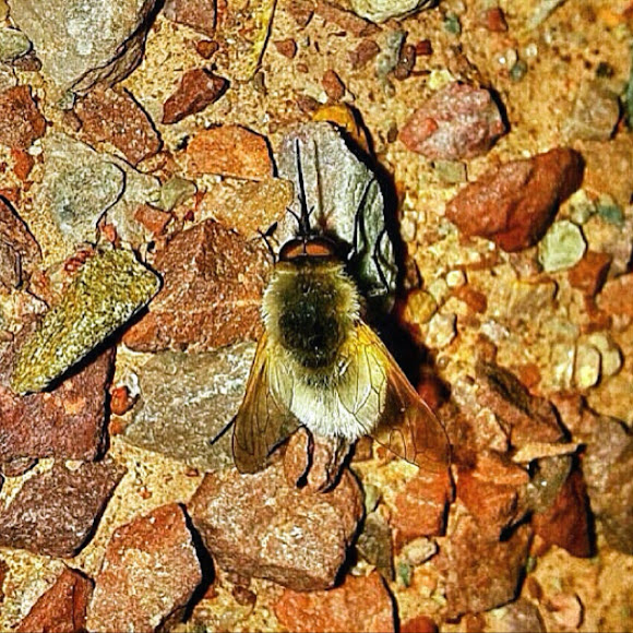 Large Bee Fly | Project Noah