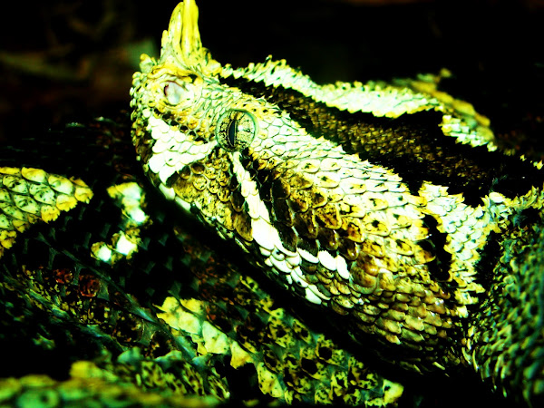 Rhino Viper | Project Noah