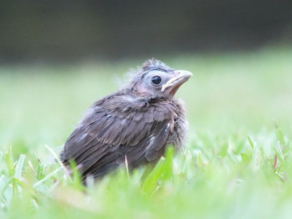 Northern Cardinal (fledgling) | Project Noah