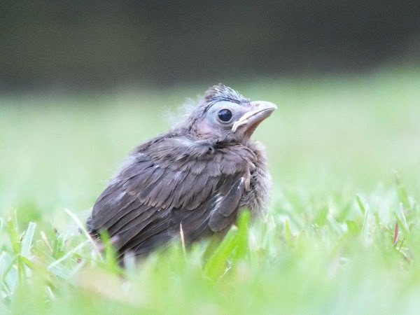 Northern Cardinal (fledgling) | Project Noah