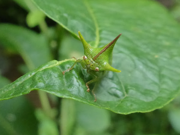Thorn bug | Project Noah