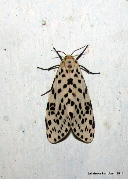 Arctiidae | Project Noah