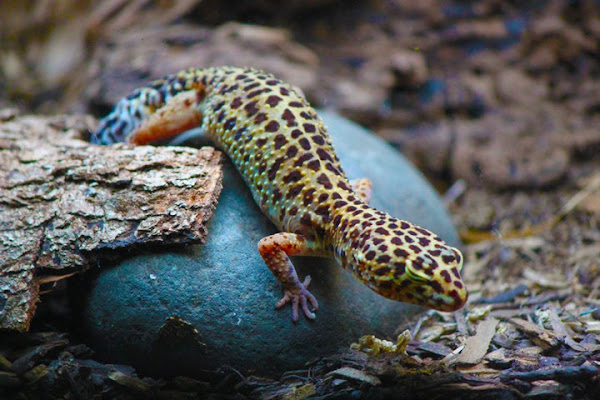 Blunt Nosed Leopard Lizard | Project Noah