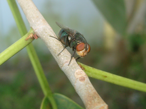 Blow Fly | Project Noah