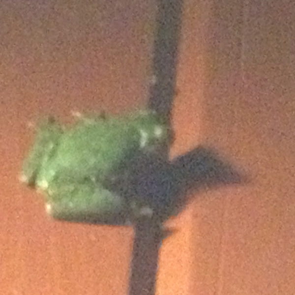 Squirrel Tree Frog | Project Noah