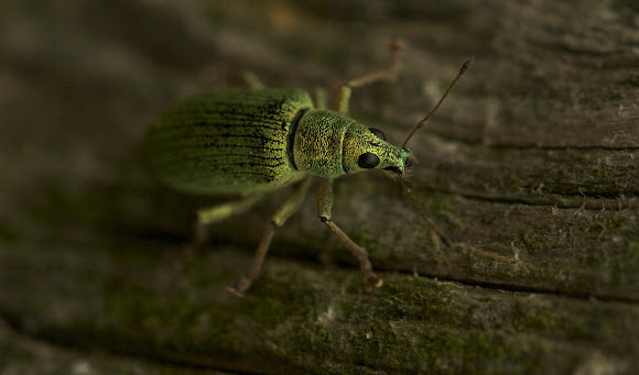 Pale Green Weevil | Project Noah