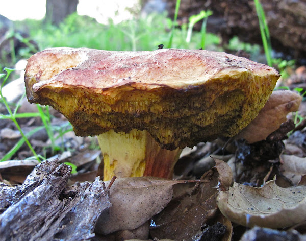 Admirable Bolete | Project Noah