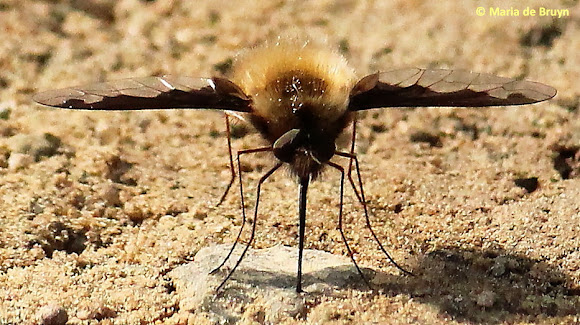 Large bee fly | Project Noah