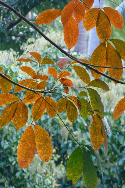 Para Rubber Tree Fruit | Project Noah