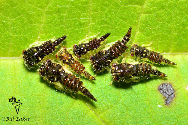 Hopper Nymphs | Project Noah