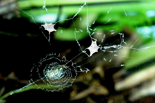 Cribellate Orb Weavers | Project Noah