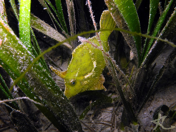 Seagrass Filefish | Project Noah