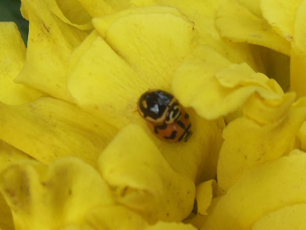 Indian Wave Striped Ladybug | Project Noah