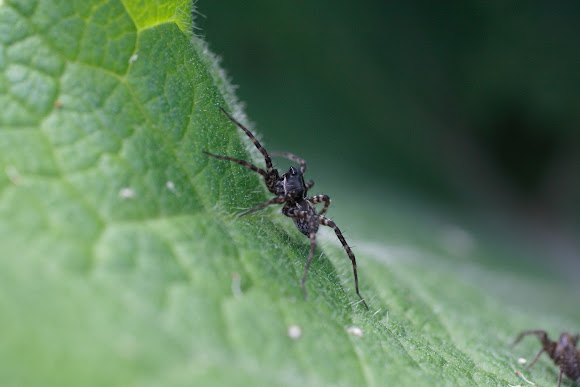 Wolfspin - Pardosa sp.? | Project Noah