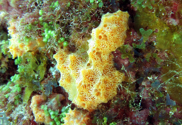 Orange Encrusting Sea Sponge | Project Noah