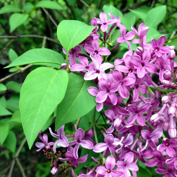 Common Lilac | Project Noah