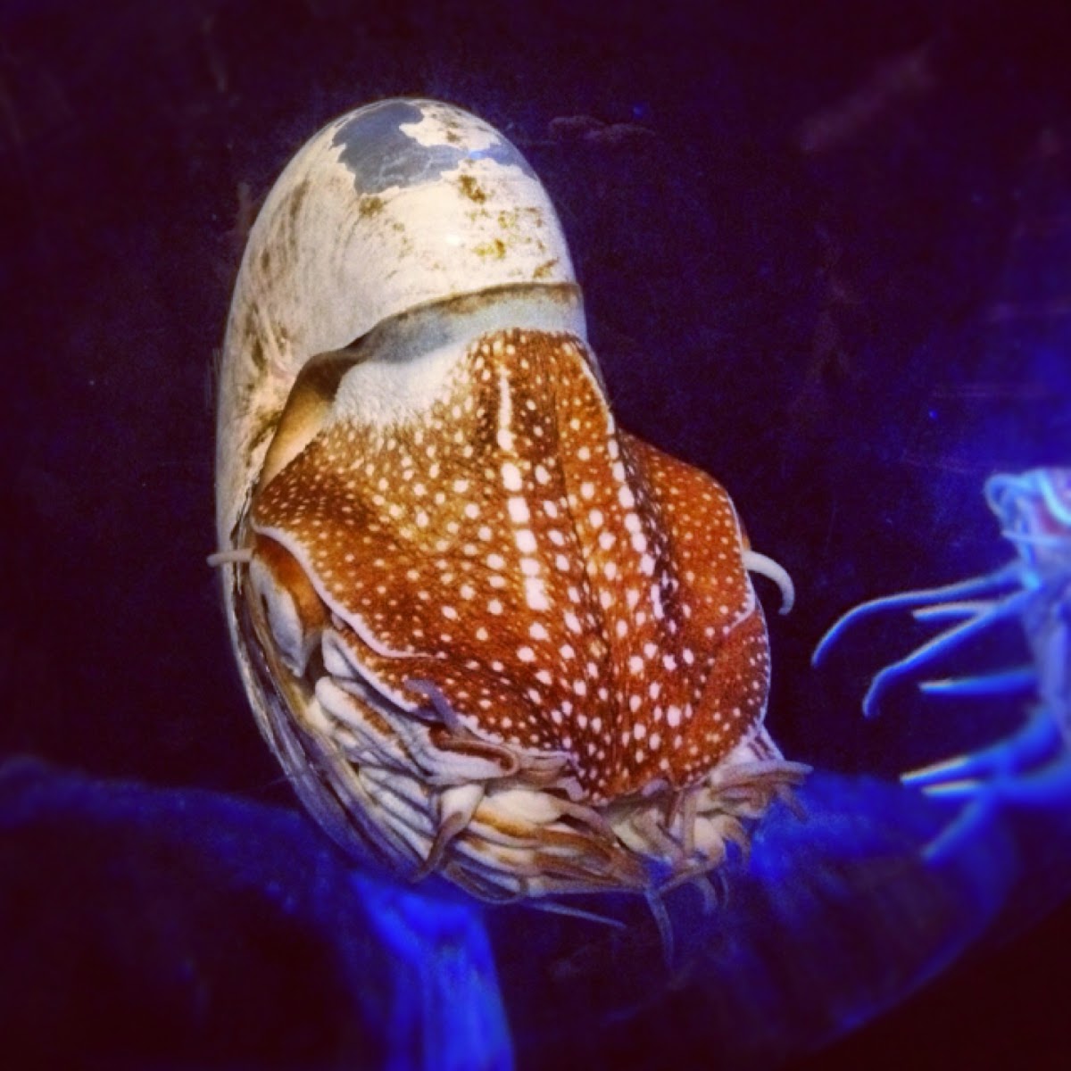 Chambered Nautilus | Project Noah
