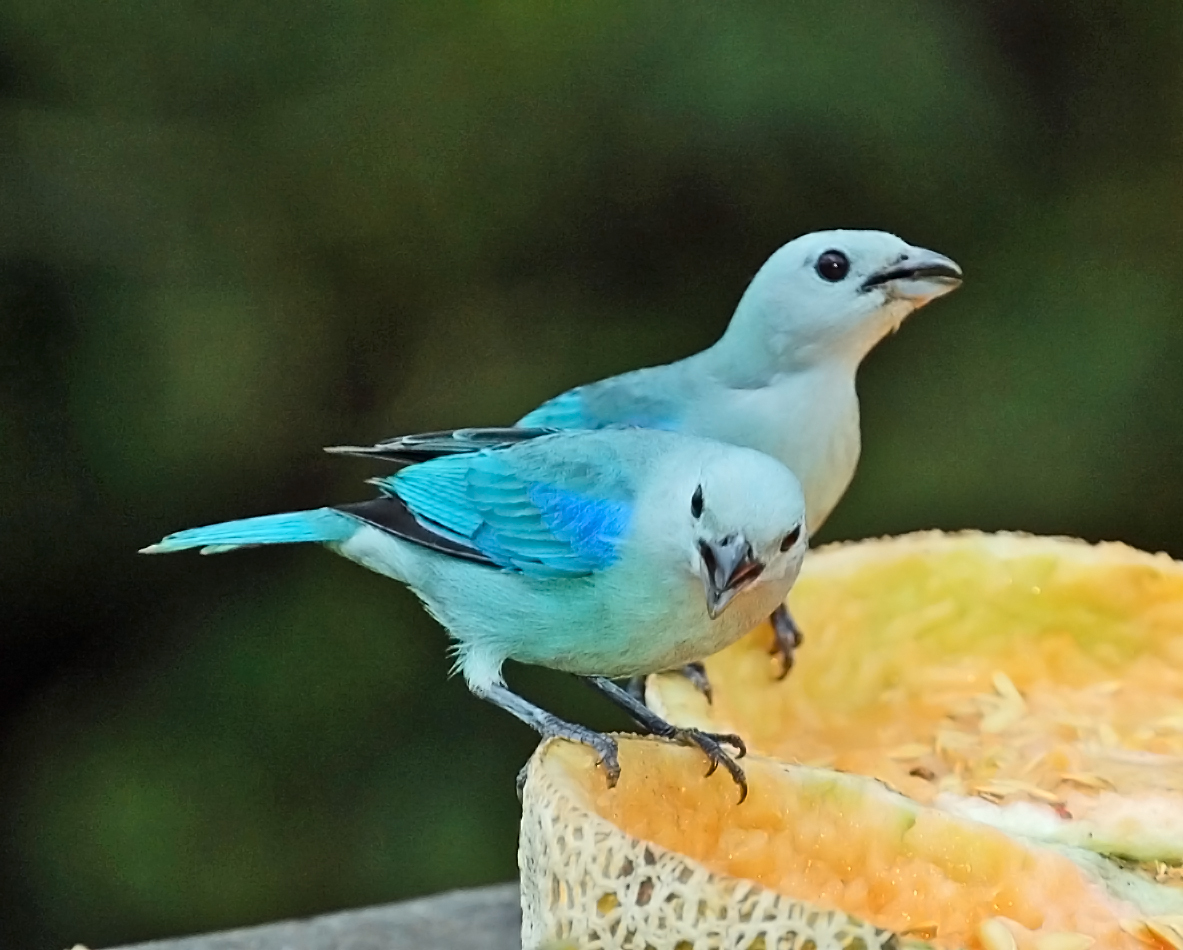 Blue-gray Tanager | Project Noah