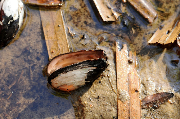 Florida Shinny Spike (freshwater mussel) | Project Noah