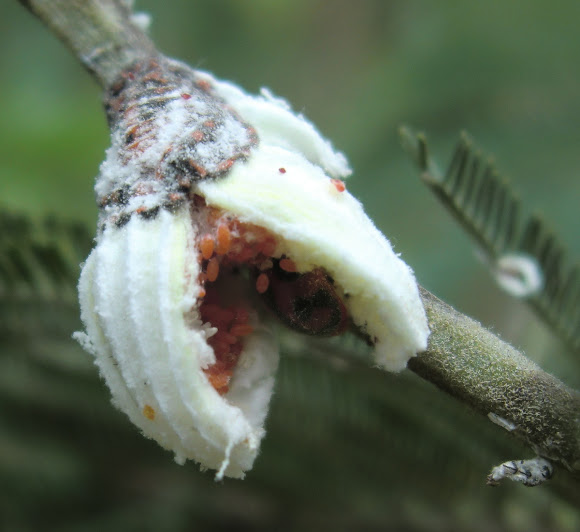 Cottony cushion scale | Project Noah