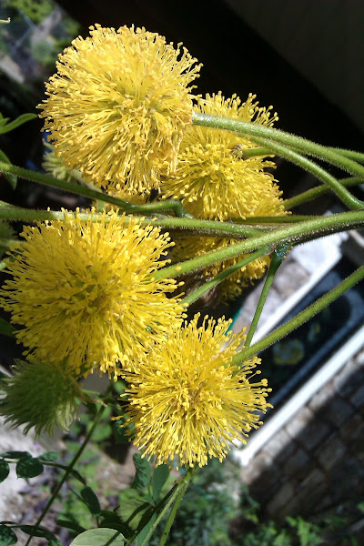 Goldenball Leadtree | Project Noah