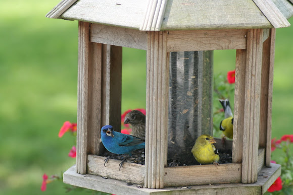 Gold Finch, Indigo Bunting, House Sparrow | Project Noah