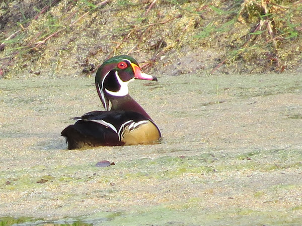 Wood Duck | Project Noah